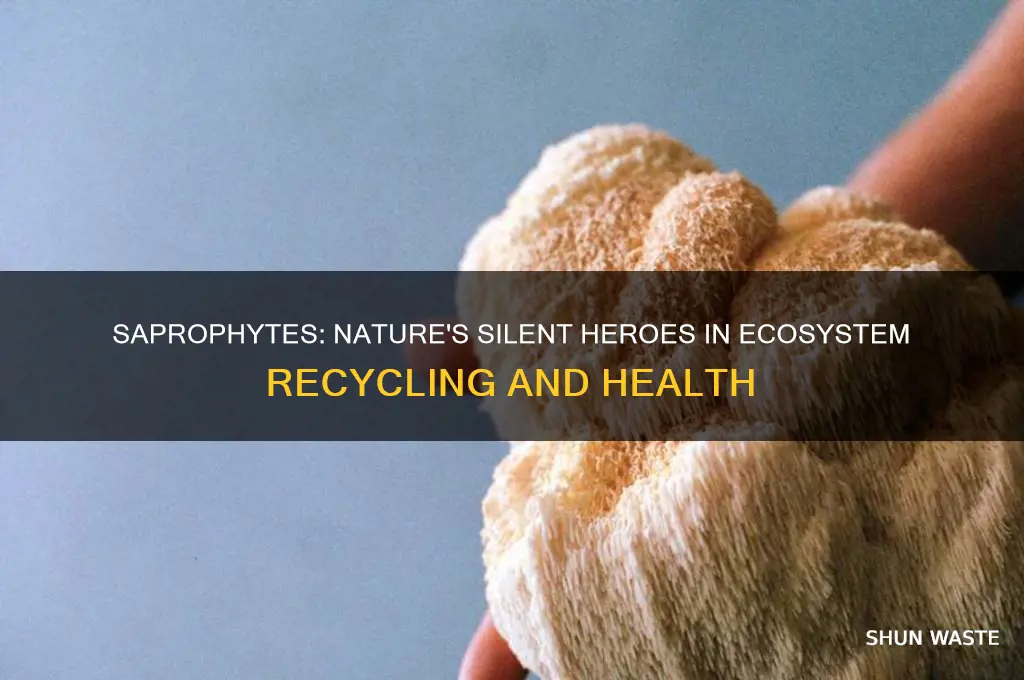 Saprophytes: Nature's Silent Heroes In Ecosystem Recycling And Health ...