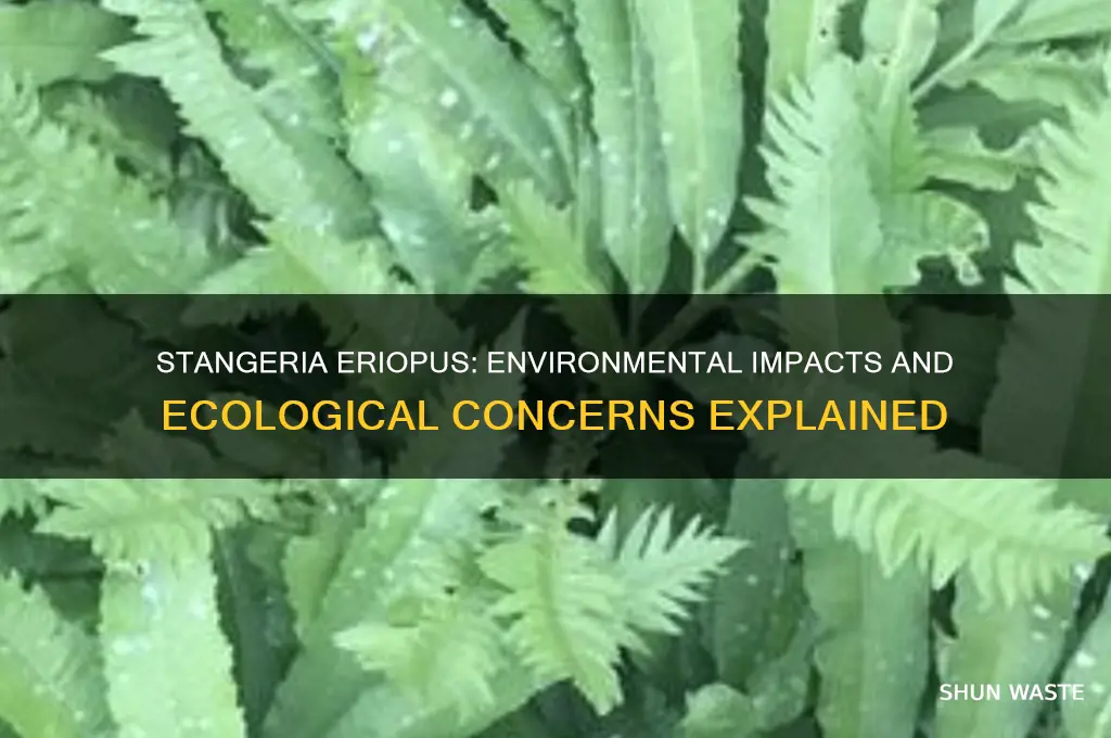 Stangeria Eriopus: Environmental Impacts And Ecological Concerns ...