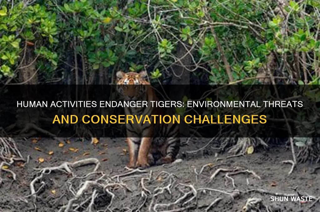 Human Activities Endanger Tigers: Environmental Threats And ...