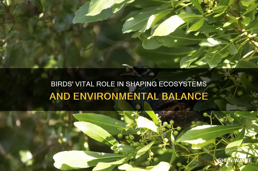 Birds' Vital Role In Shaping Ecosystems And Environmental Balance ...