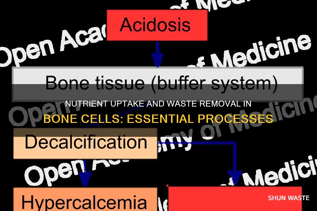 Nutrient Uptake And Waste Removal In Bone Cells: Essential Processes ...
