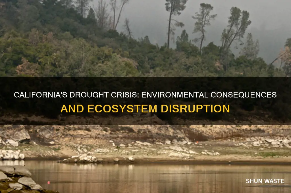 California's Drought Crisis: Environmental Consequences And Ecosystem ...