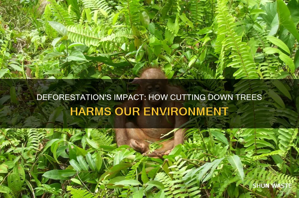 Deforestation's Impact: How Cutting Down Trees Harms Our Environment ...