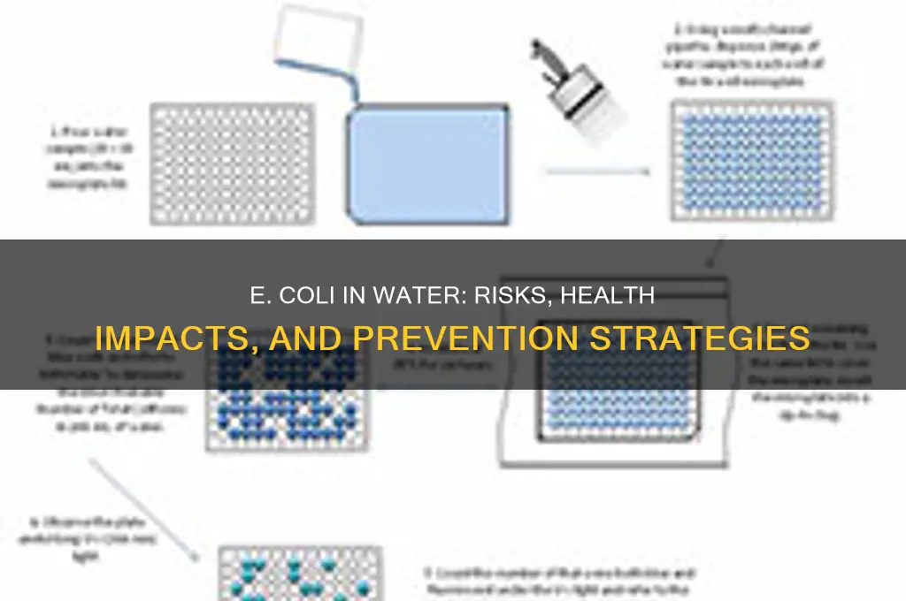 E. Coli In Water: Risks, Health Impacts, And Prevention Strategies ...