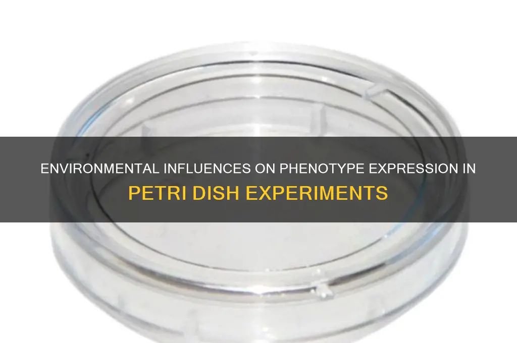 Environmental Influences On Phenotype Expression In Petri Dish ...