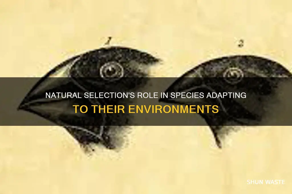 Natural Selection's Role In Species Adapting To Their Environments ...