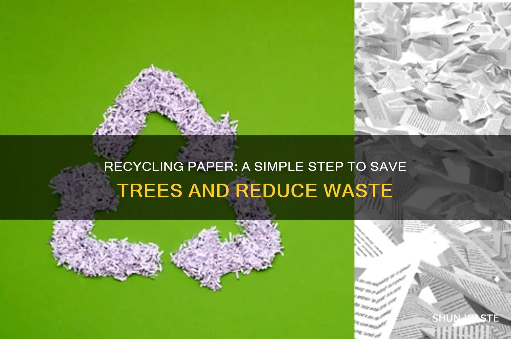 Recycling Paper: A Simple Step To Save Trees And Reduce Waste | ShunWaste