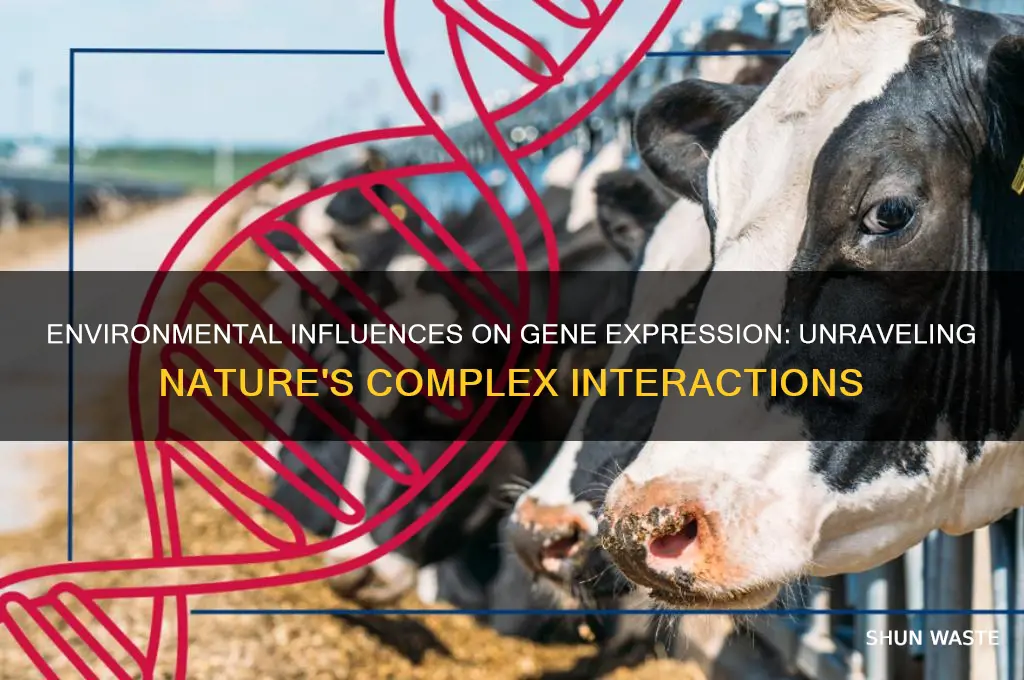 Environmental Influences On Gene Expression: Unraveling Nature's ...