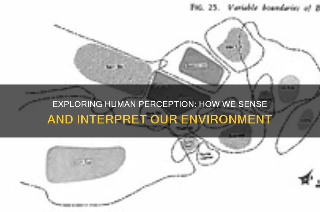 Exploring Human Perception: How We Sense And Interpret Our Environment ...