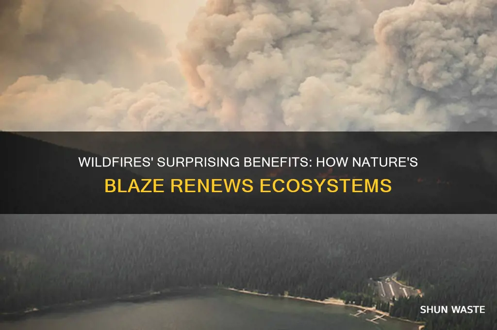 Wildfires' Surprising Benefits: How Nature's Blaze Renews Ecosystems ...