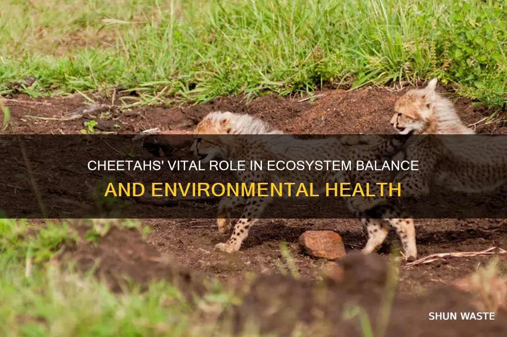 Cheetahs' Vital Role In Ecosystem Balance And Environmental Health ...