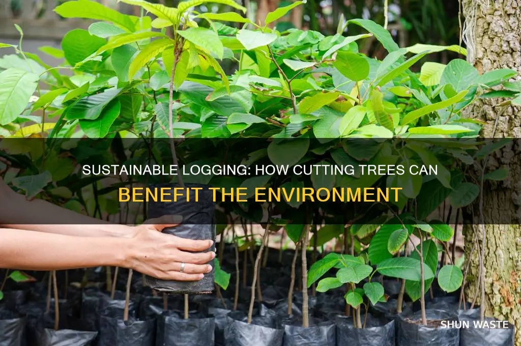 Sustainable Logging: How Cutting Trees Can Benefit The Environment ...