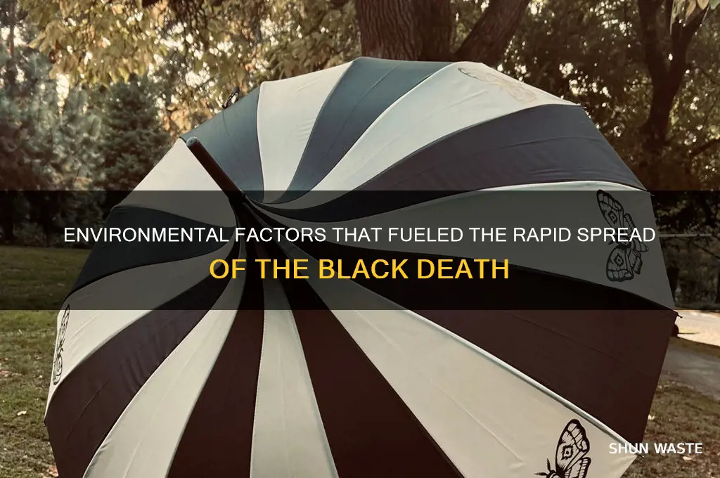 Environmental Factors That Fueled The Rapid Spread Of The Black Death ...