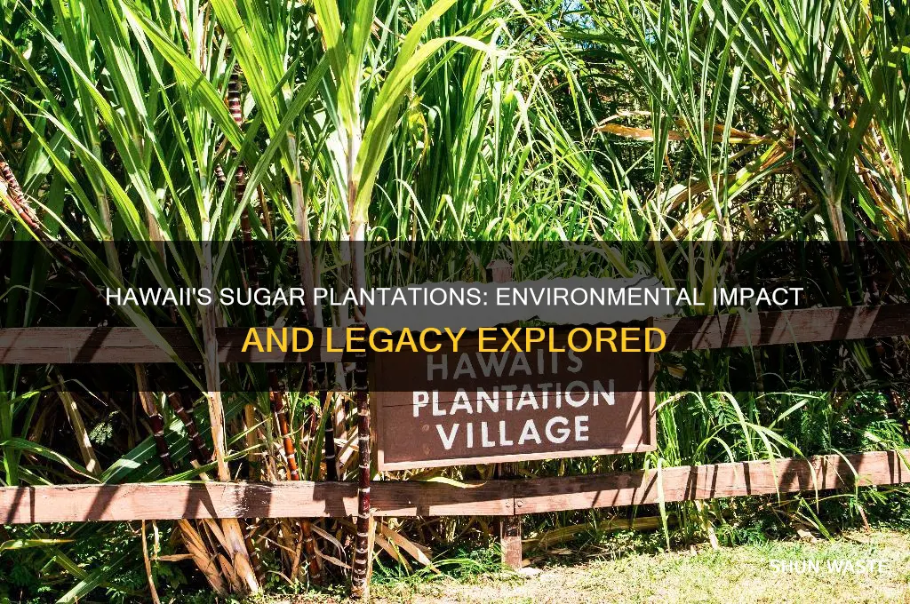 Hawaii's Sugar Plantations: Environmental Impact And Legacy Explored ...