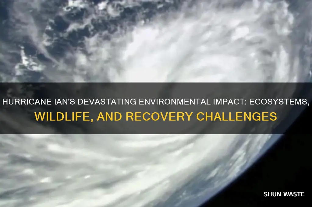 Hurricane Ian's Devastating Environmental Impact: Ecosystems, Wildlife ...