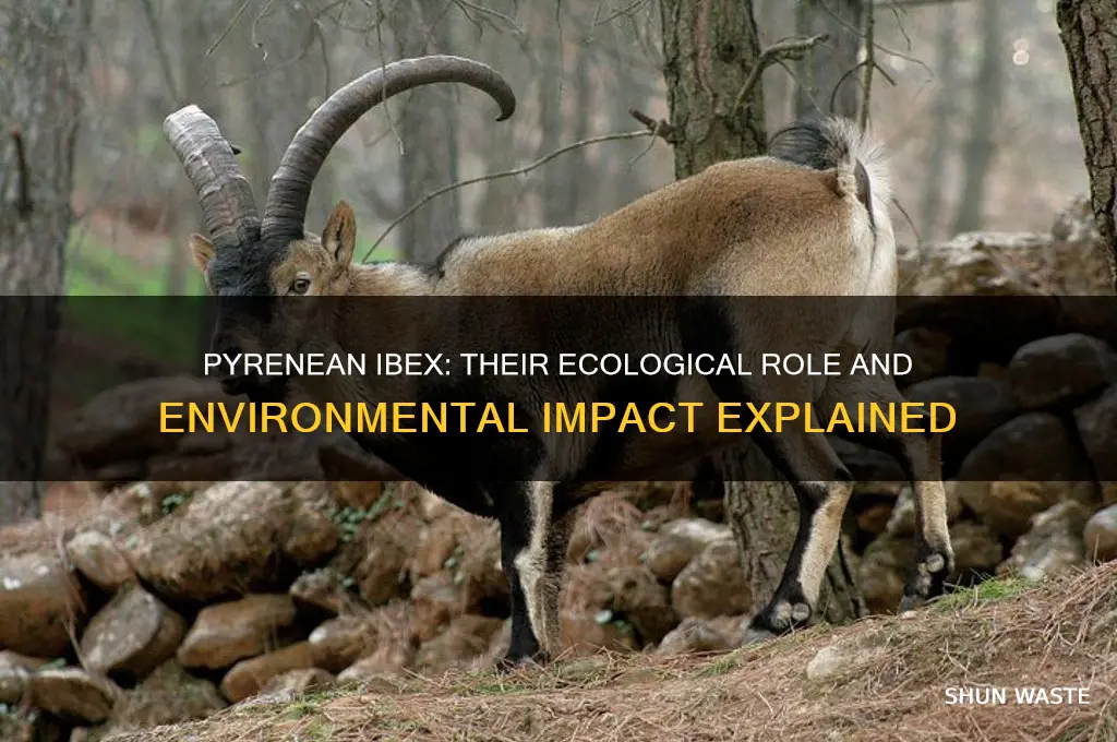 Pyrenean Ibex: Their Ecological Role And Environmental Impact Explained ...