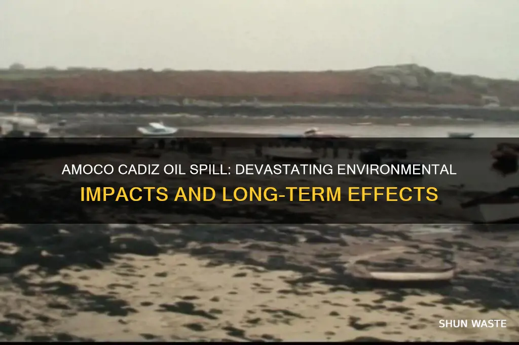 Amoco Cadiz Oil Spill: Devastating Environmental Impacts And Long-Term ...