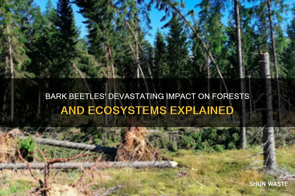 Bark Beetles' Devastating Impact On Forests And Ecosystems Explained ...