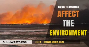 Japan Tsunami's Environmental Impact: Devastation, Recovery, And Long ...
