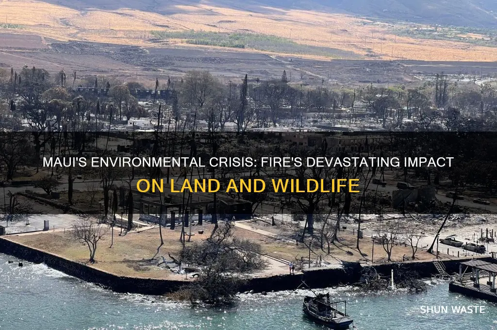 Maui's Environmental Crisis: Fire's Devastating Impact On Land And ...