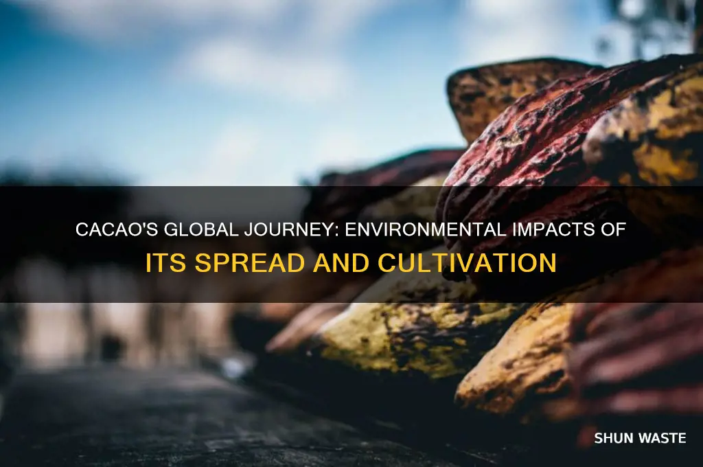 Cacao's Global Journey: Environmental Impacts Of Its Spread And ...
