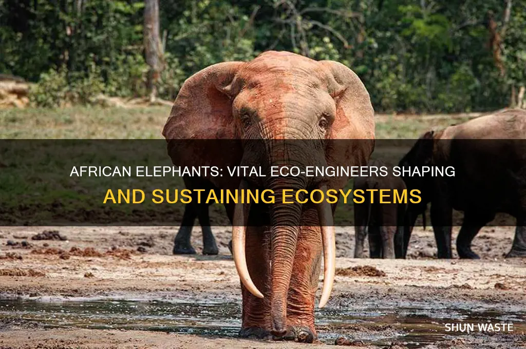 African Elephants: Vital Eco-Engineers Shaping And Sustaining ...