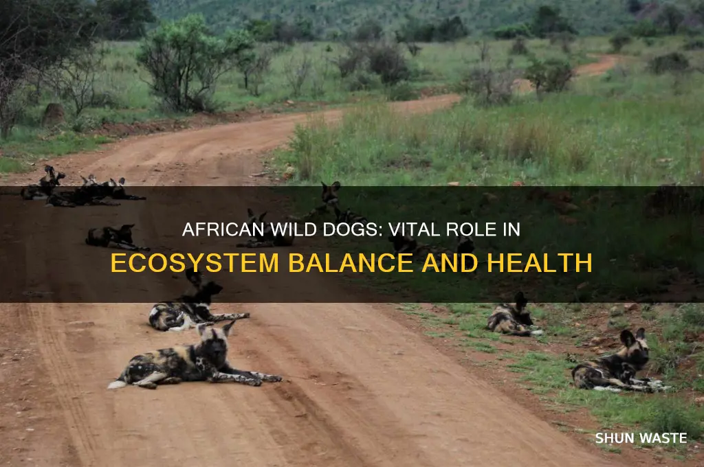 African Wild Dogs: Vital Role In Ecosystem Balance And Health | ShunWaste