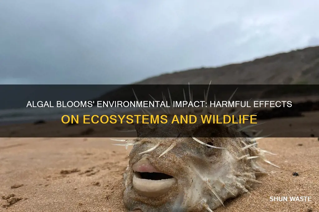 Algal Blooms' Environmental Impact: Harmful Effects On Ecosystems And ...