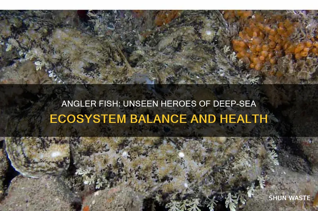 Angler Fish: Unseen Heroes Of Deep-Sea Ecosystem Balance And Health ...