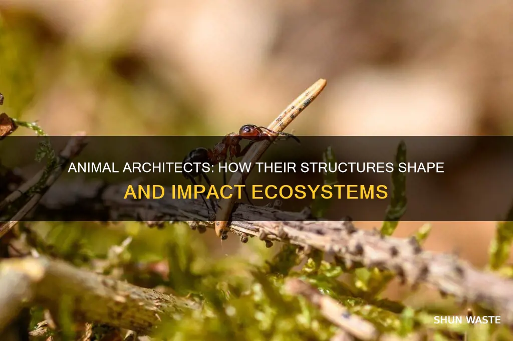 Animal Architects: How Their Structures Shape And Impact Ecosystems ...