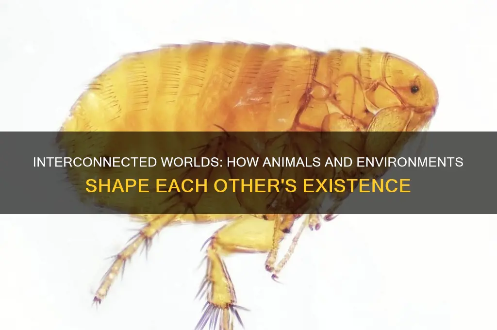 Interconnected Worlds: How Animals And Environments Shape Each Other's ...