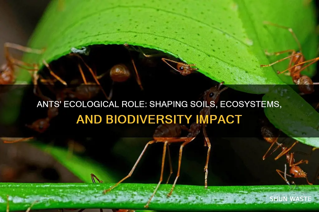 Ants' Ecological Role: Shaping Soils, Ecosystems, And Biodiversity ...