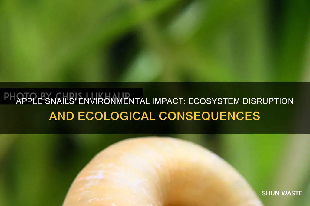Apple Snails' Environmental Impact: Ecosystem Disruption And Ecological ...