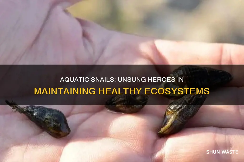 Aquatic Snails: Unsung Heroes In Maintaining Healthy Ecosystems | ShunWaste