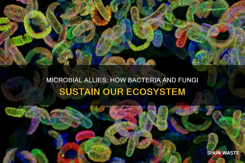 Microbial Allies: How Bacteria And Fungi Sustain Our Ecosystem | ShunWaste