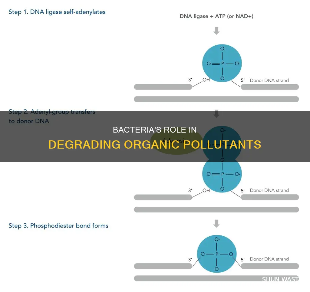 Bacteria's Role In Degrading Organic Pollutants | ShunWaste