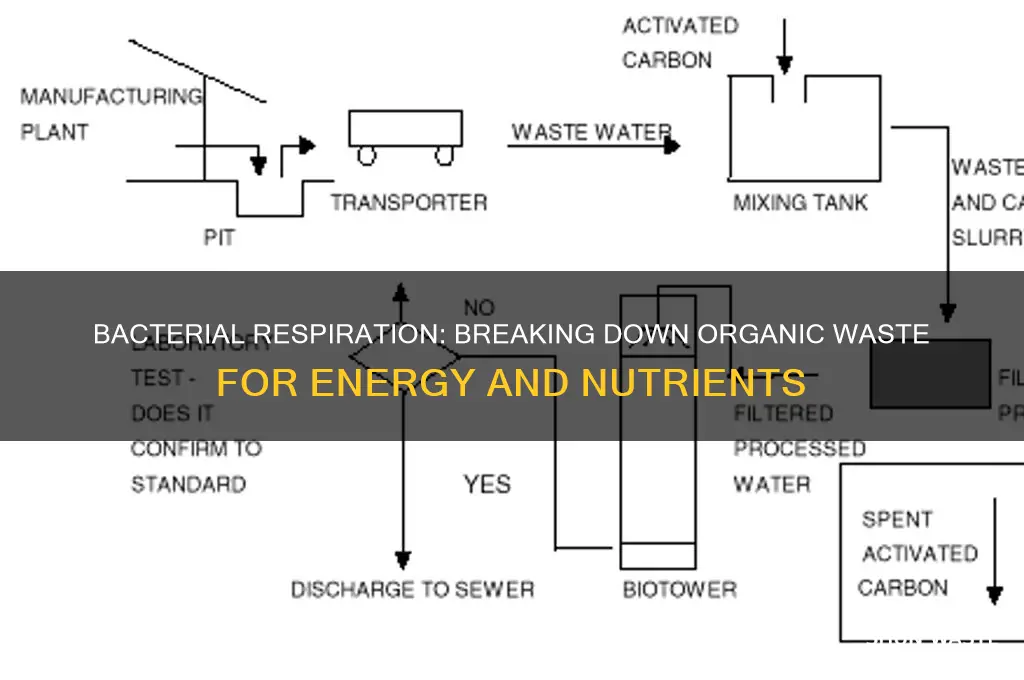 Bacterial Respiration: Breaking Down Organic Waste For Energy And ...