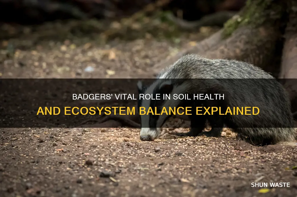 Badgers' Vital Role In Soil Health And Ecosystem Balance Explained ...
