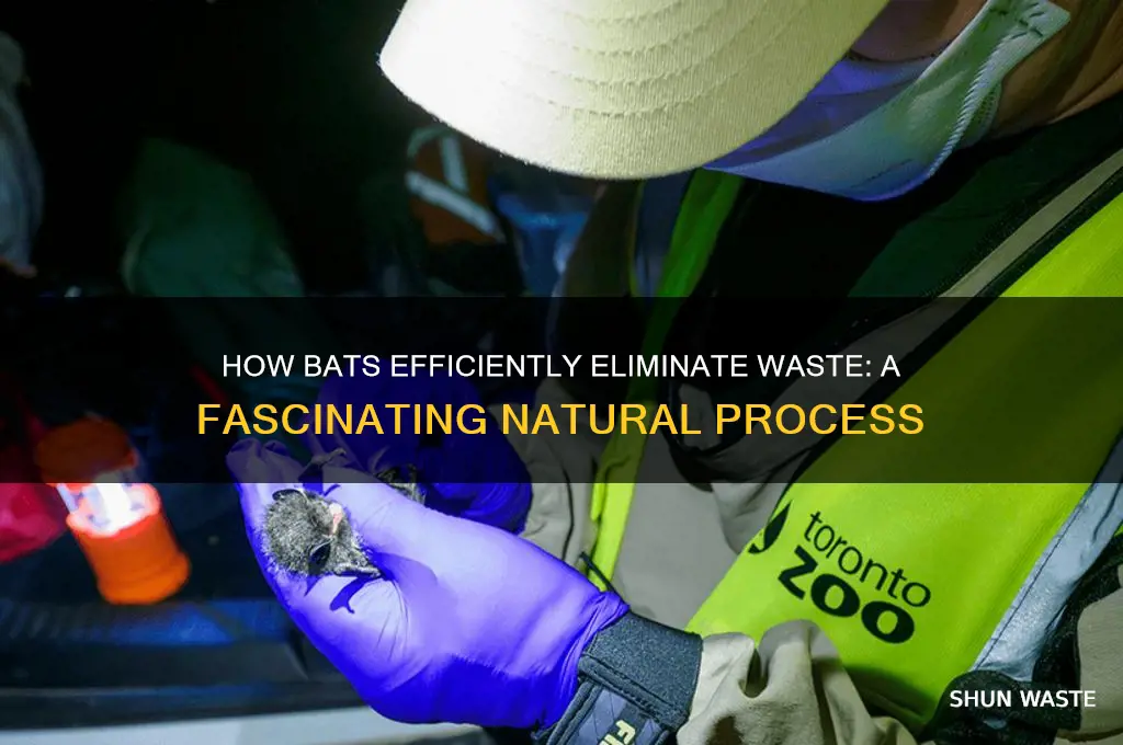 How Bats Efficiently Eliminate Waste: A Fascinating Natural Process ...