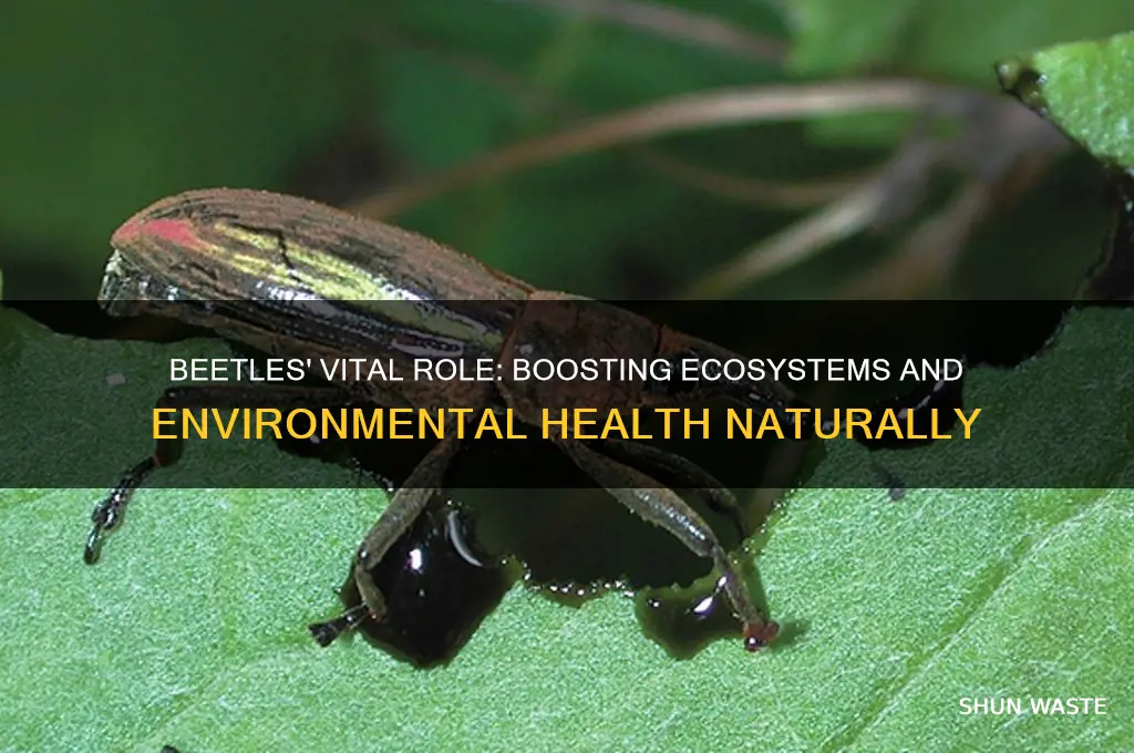 Beetles' Vital Role: Boosting Ecosystems And Environmental Health ...
