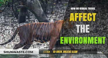 Asian Tiger Mosquitoes: Environmental Impact And Ecosystem Disruption ...