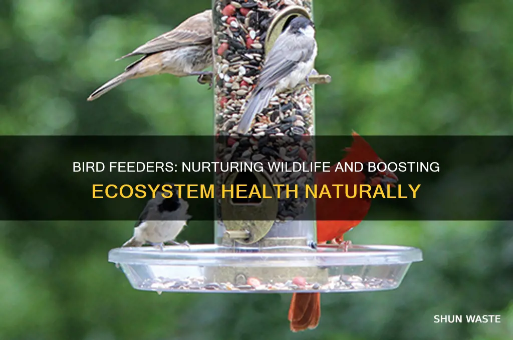 Bird Feeders: Nurturing Wildlife And Boosting Ecosystem Health ...