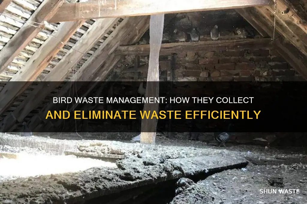 Bird Waste Management: How They Collect And Eliminate Waste Efficiently ...