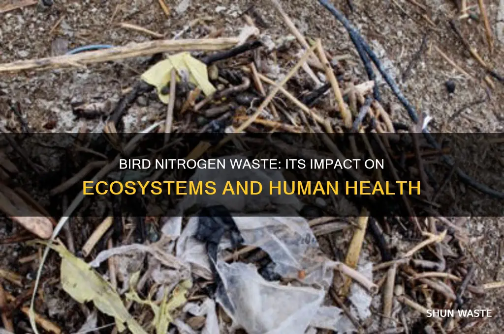 Bird Nitrogen Waste: Its Impact On Ecosystems And Human Health | ShunWaste