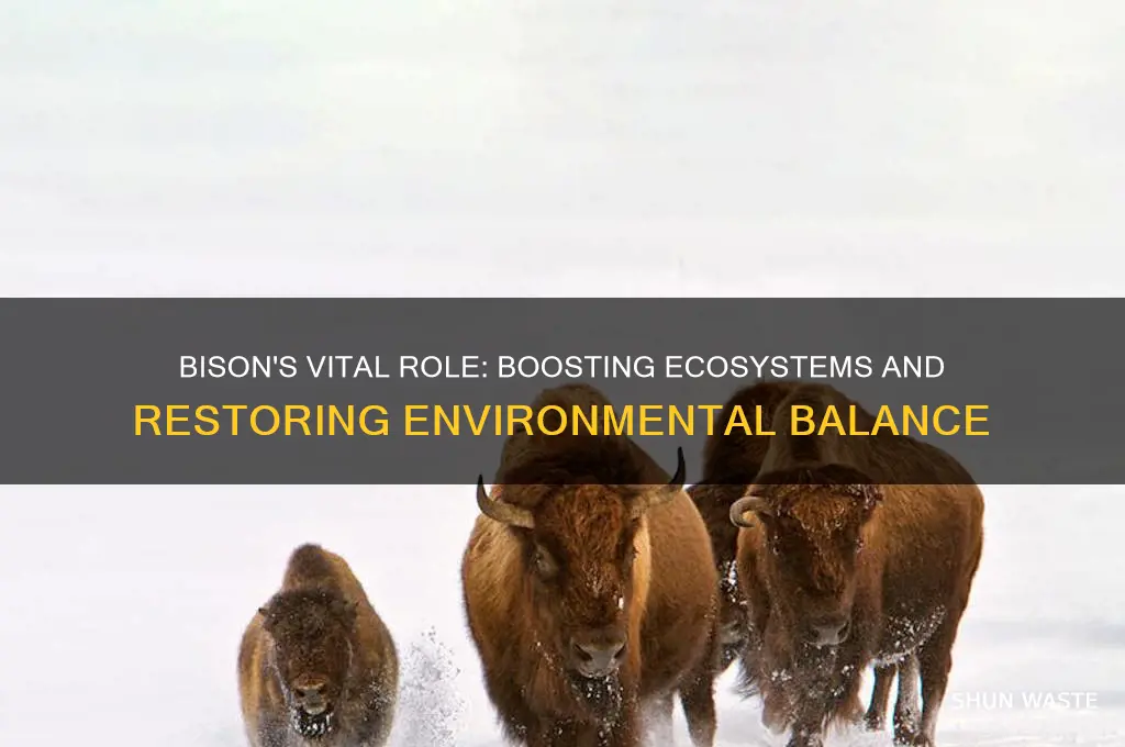 Bison's Vital Role: Boosting Ecosystems And Restoring Environmental ...