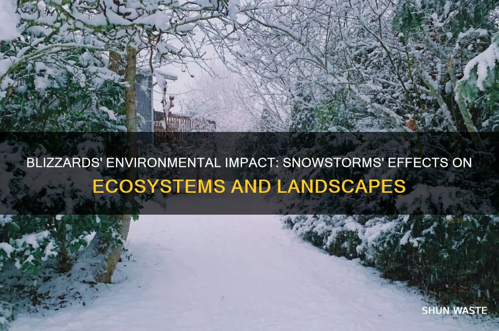 Blizzards' Environmental Impact: Snowstorms' Effects On Ecosystems And ...