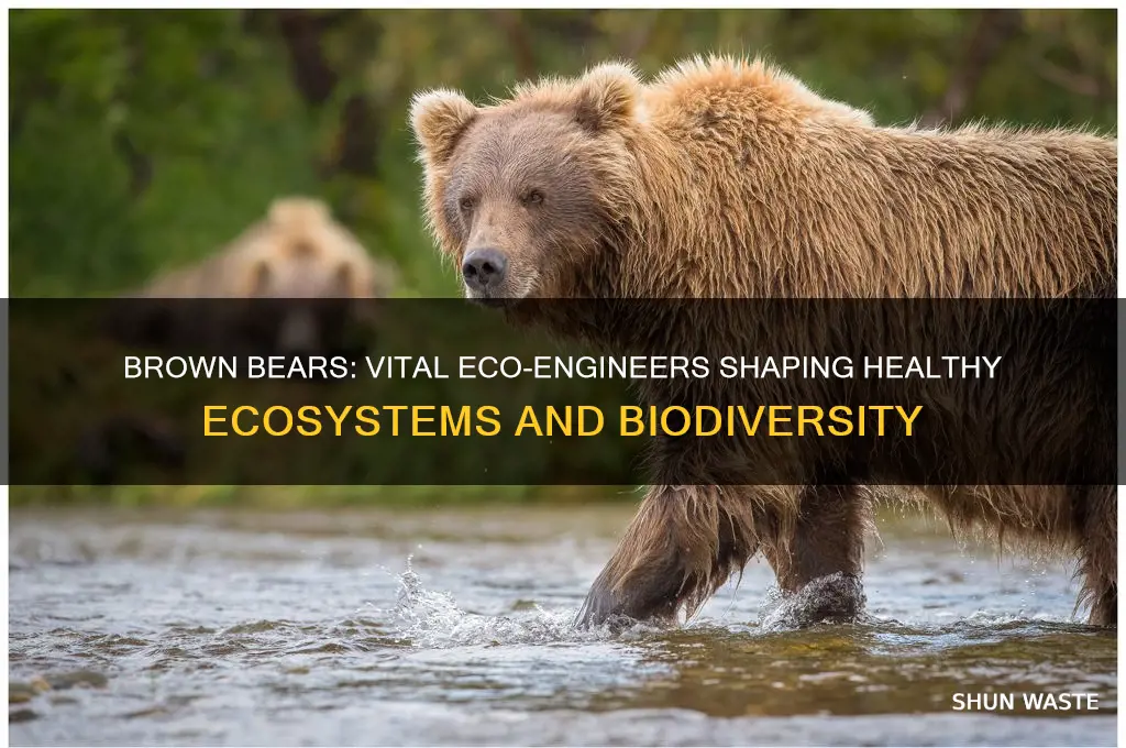 Brown Bears: Vital Eco-Engineers Shaping Healthy Ecosystems And ...