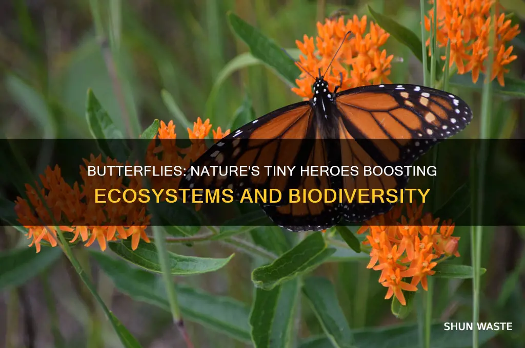 Butterflies: Nature's Tiny Heroes Boosting Ecosystems And Biodiversity ...