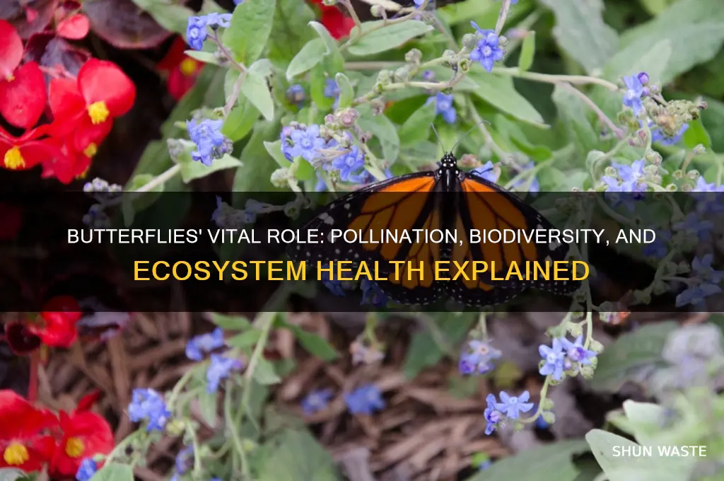 Butterflies' Vital Role: Pollination, Biodiversity, And Ecosystem ...