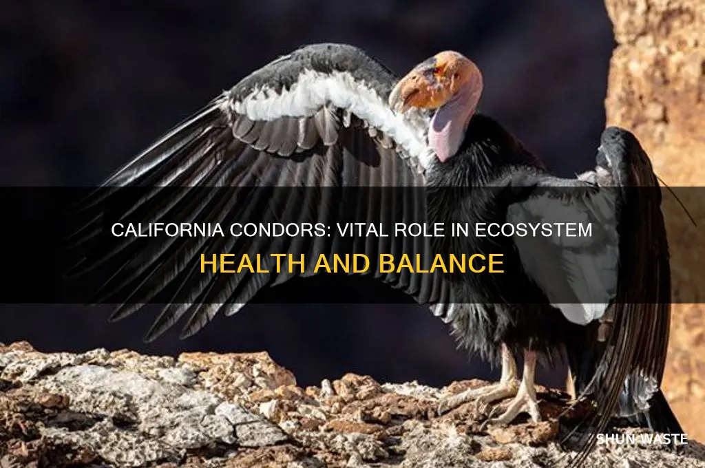 California Condors: Vital Role In Ecosystem Health And Balance | ShunWaste